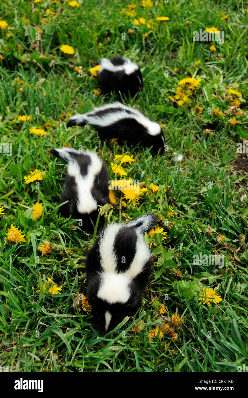 Méphite méphite Banque de photographies et d’images à haute résolution ...