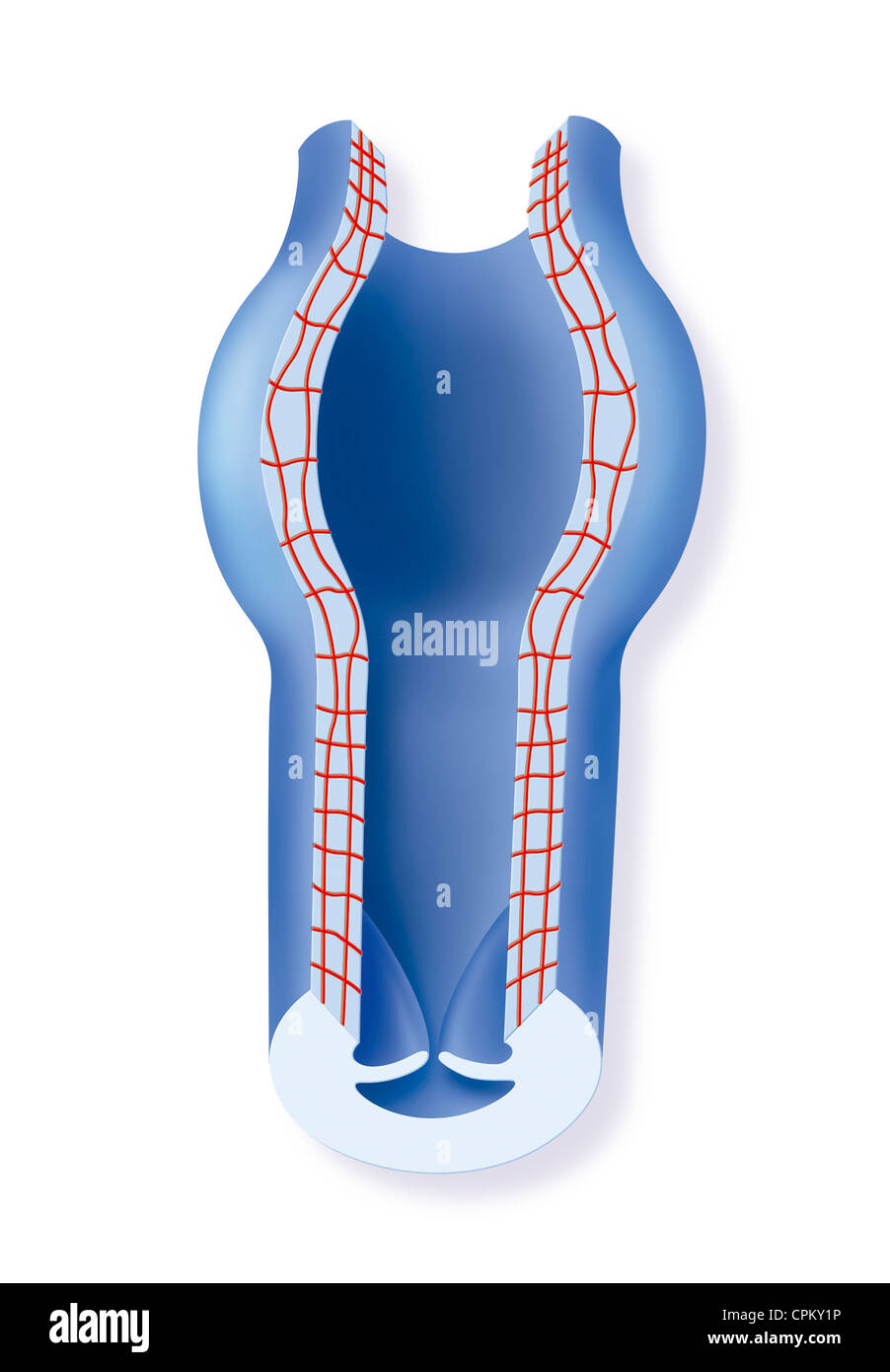 Varices jambes Banque d'images détourées - Alamy
