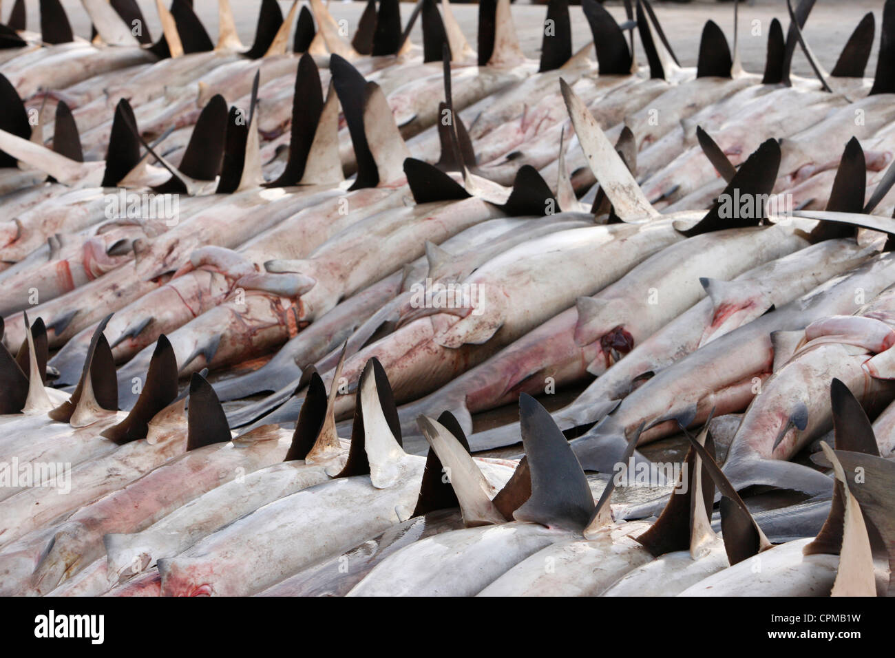 L'alimentation des requins Banque de photographies et d’images à haute ...