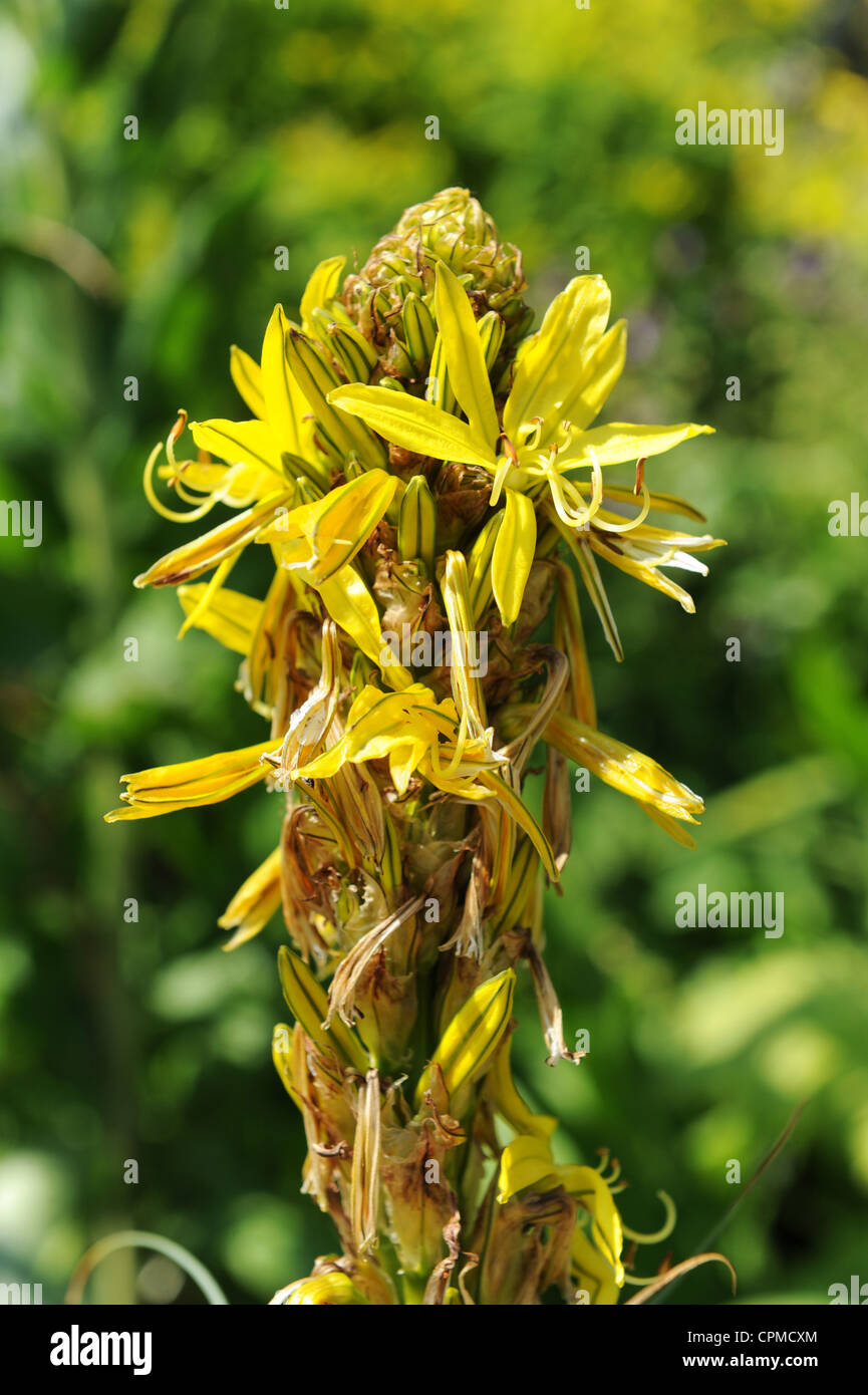 Jacobs rod Banque de photographies et d’images à haute résolution - Alamy