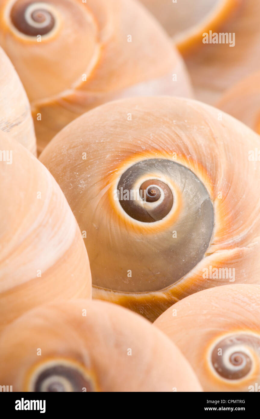 Moon snail Banque de photographies et d’images à haute résolution - Alamy