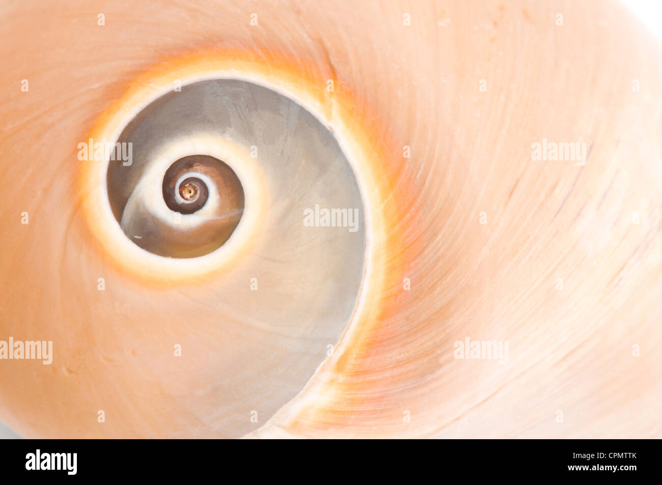 Escargot de lune Banque de photographies et d’images à haute résolution ...