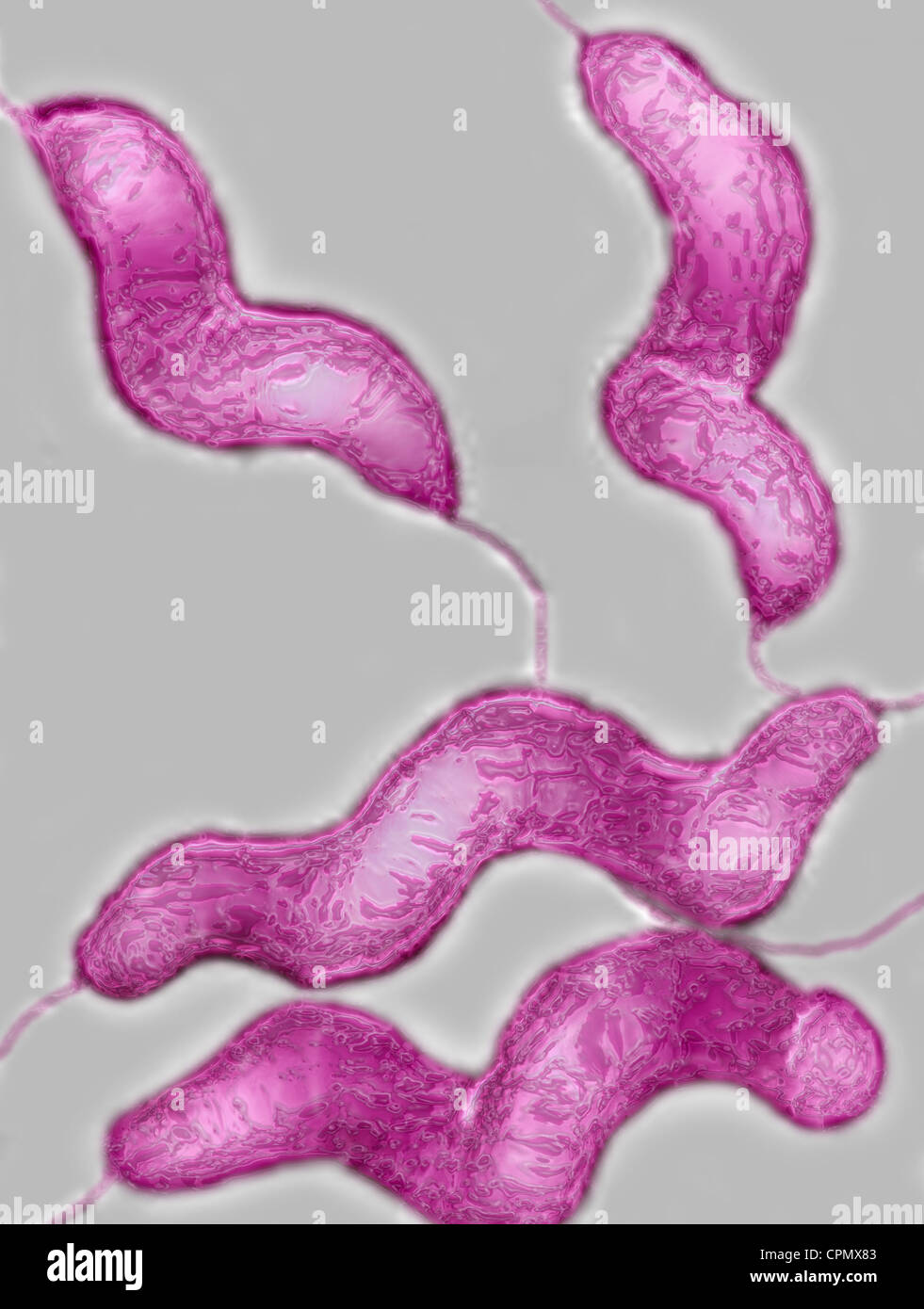 Campylobacter microscope Banque de photographies et d’images à haute ...