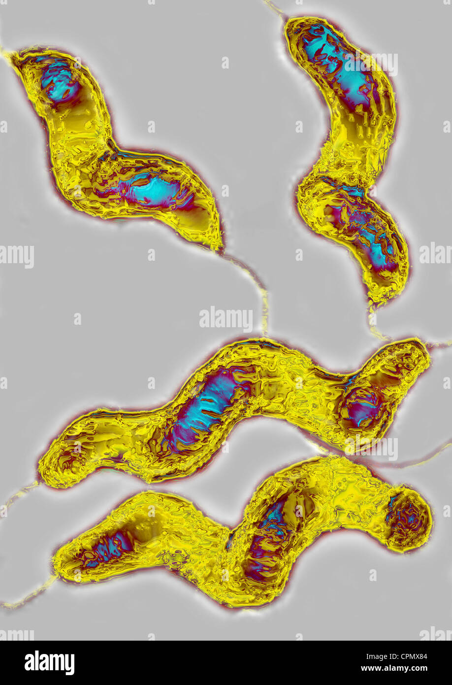 Campylobacter microscope Banque de photographies et d’images à haute ...