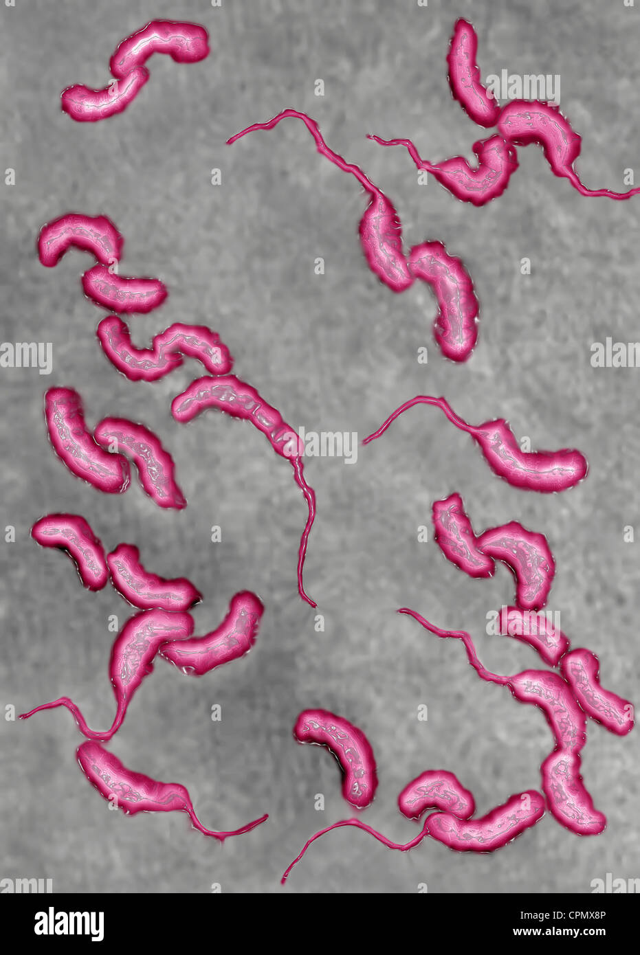 Vibrio cholerae electron microscope Banque de photographies et d’images ...