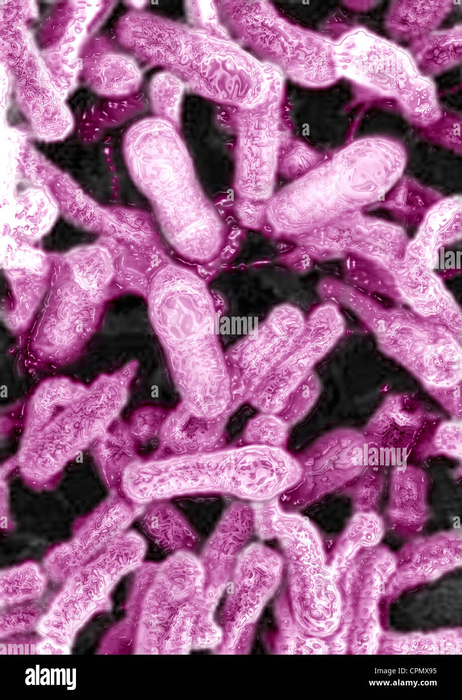 Clostridium bacteria Banque de photographies et d’images à haute ...