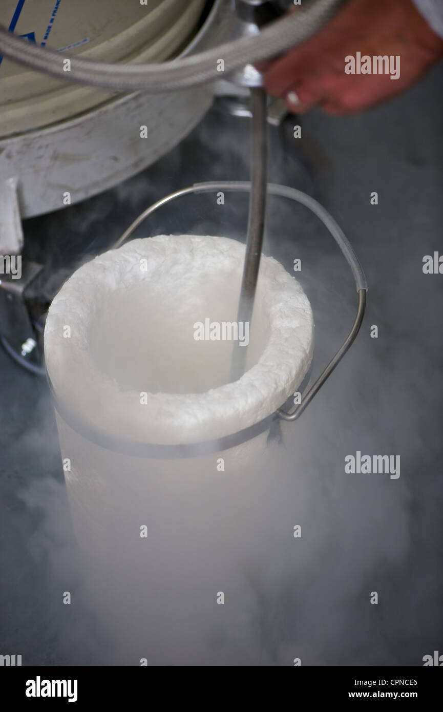 Cryogenics and lab and nitrogen Banque de photographies et d’images à ...