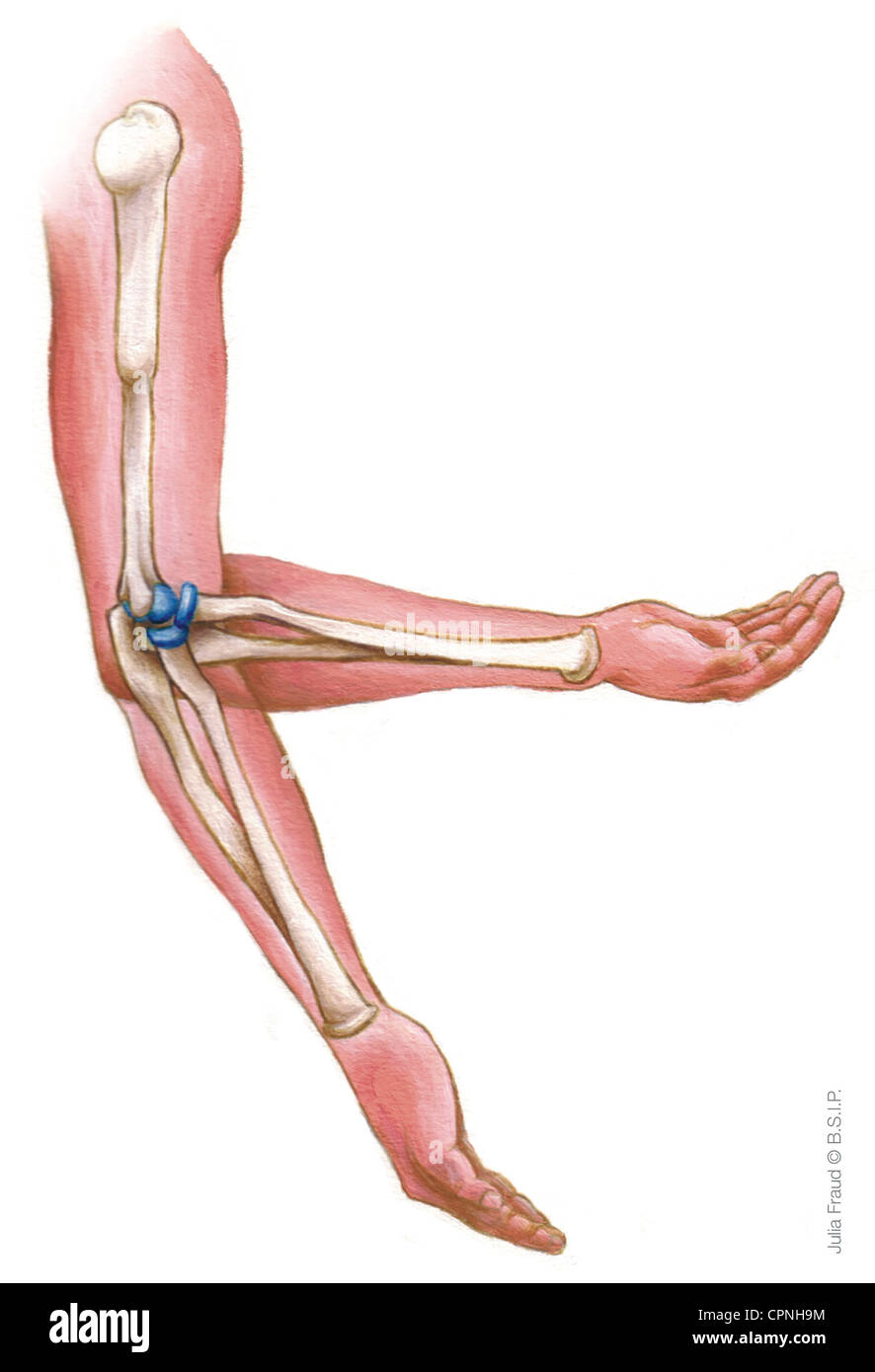 Anatomie du coude Banque de photographies et d’images à haute ...