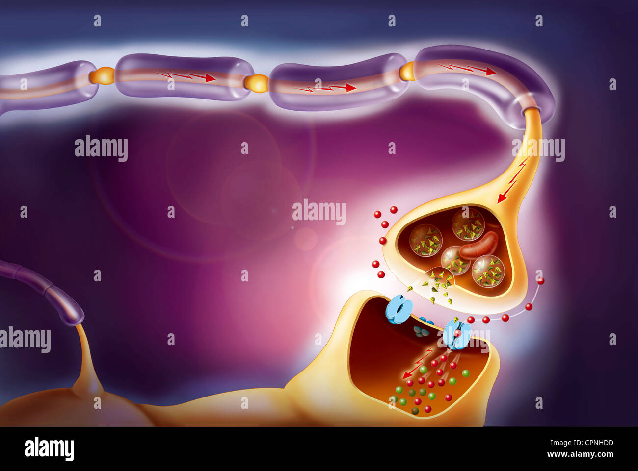 Jonction neuronale Banque de photographies et d’images à haute ...