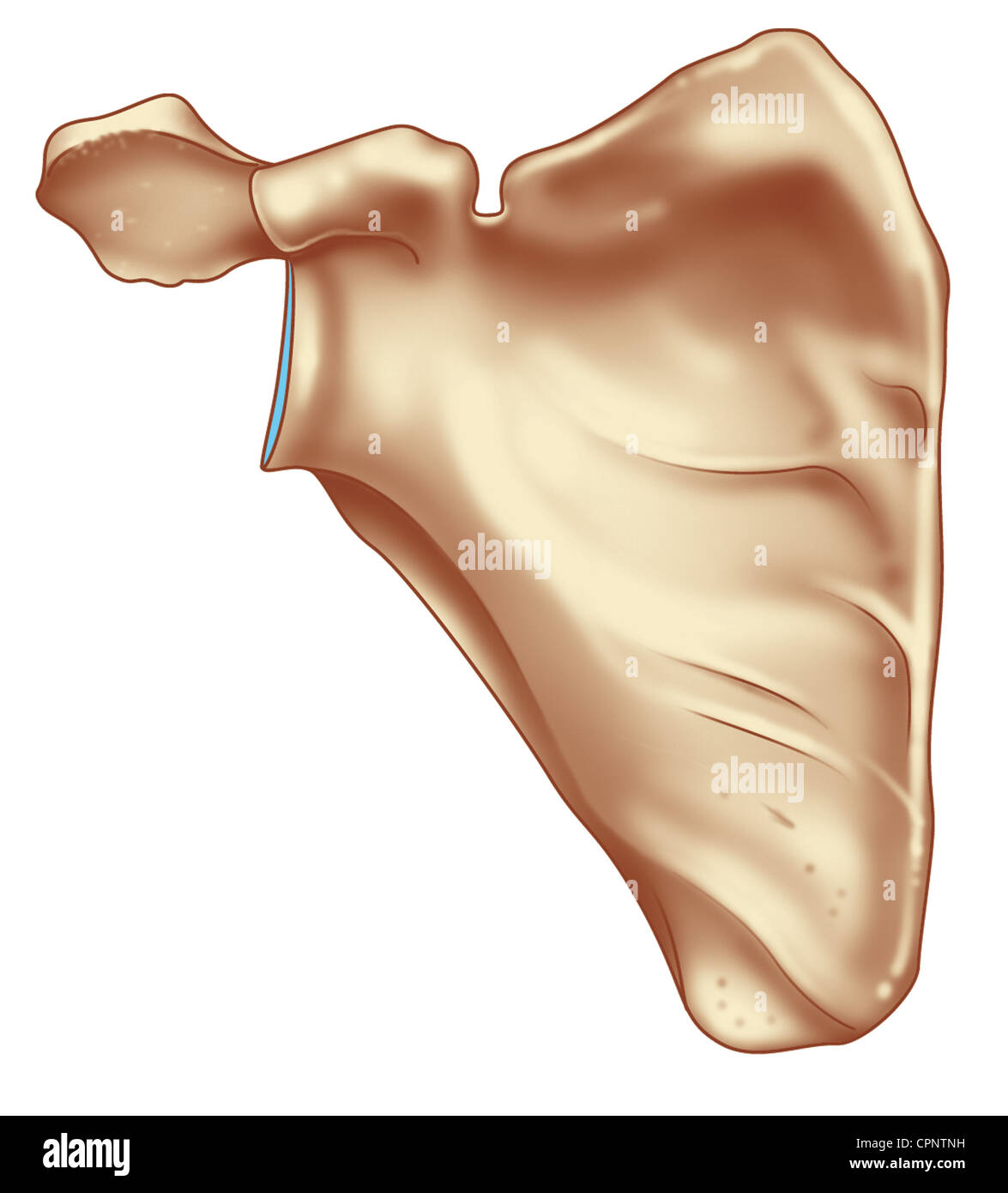 Anatomie de l'omoplate Banque de photographies et d’images à haute ...