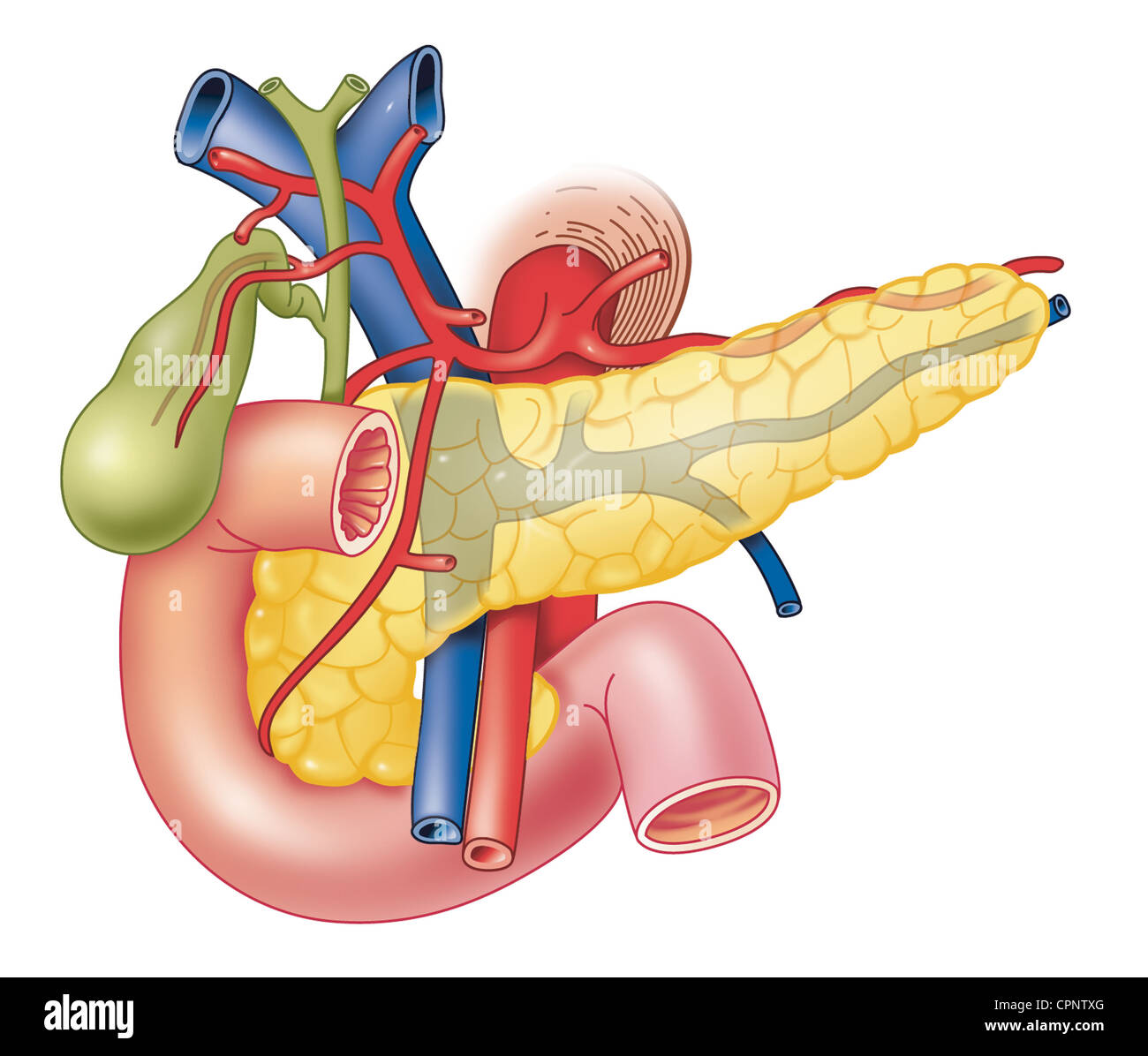 Tronc coeliaque Banque de photographies et d’images à haute résolution ...