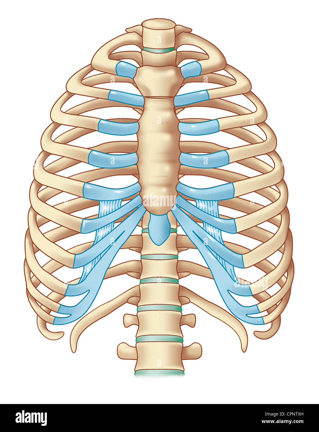 Cage Thoracique Banque d'image et photos - Alamy