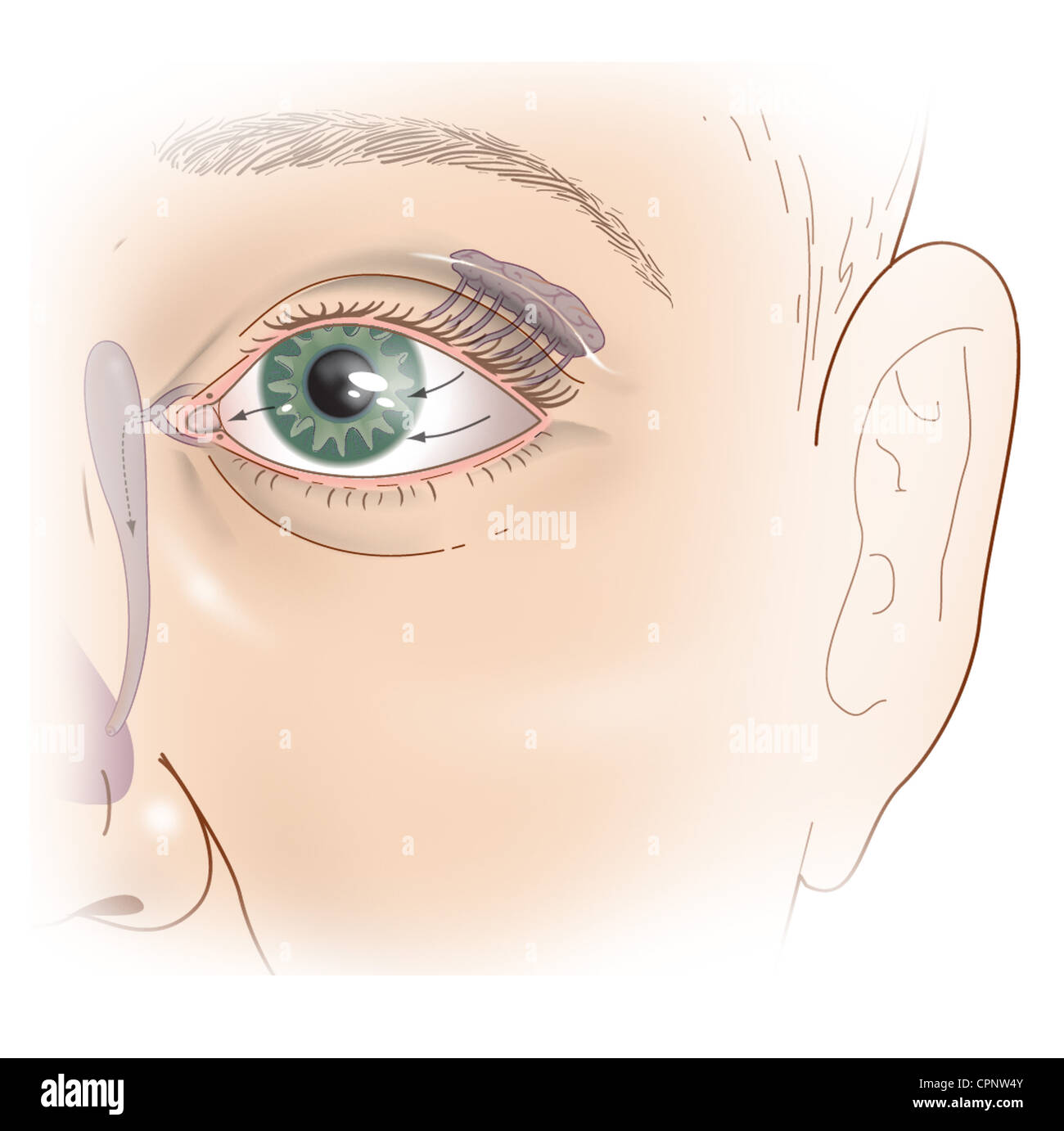 L'appareil lacrymal, dessin Photo Stock - Alamy