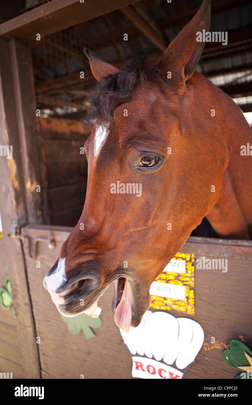 Cheval Qui Rit Banque d'image et photos - Alamy