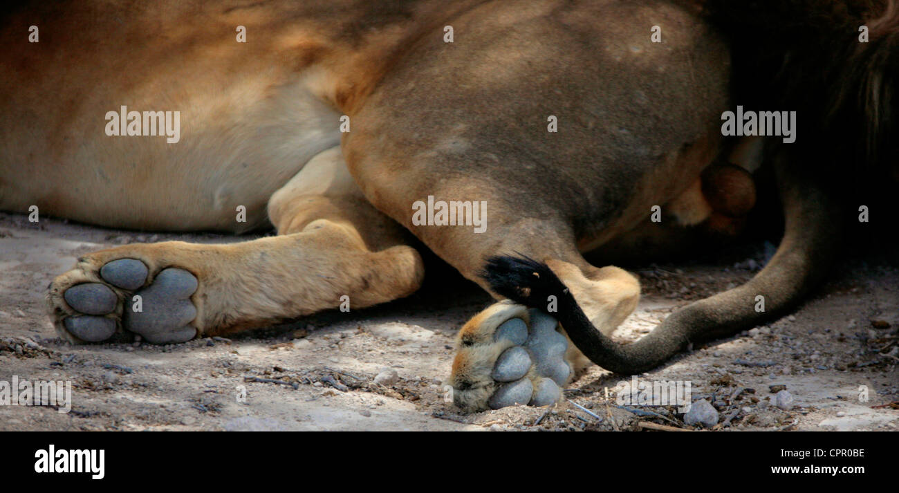 Paws of lion Banque de photographies et d’images à haute résolution - Alamy