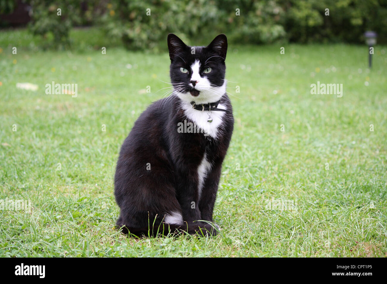 Chat du noir blanc Banque de photographies et d’images à haute ...
