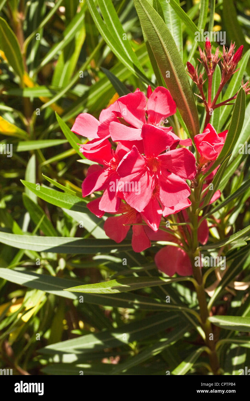 Fleurs : laurel rose (Nerium oleander Photo Stock - Alamy