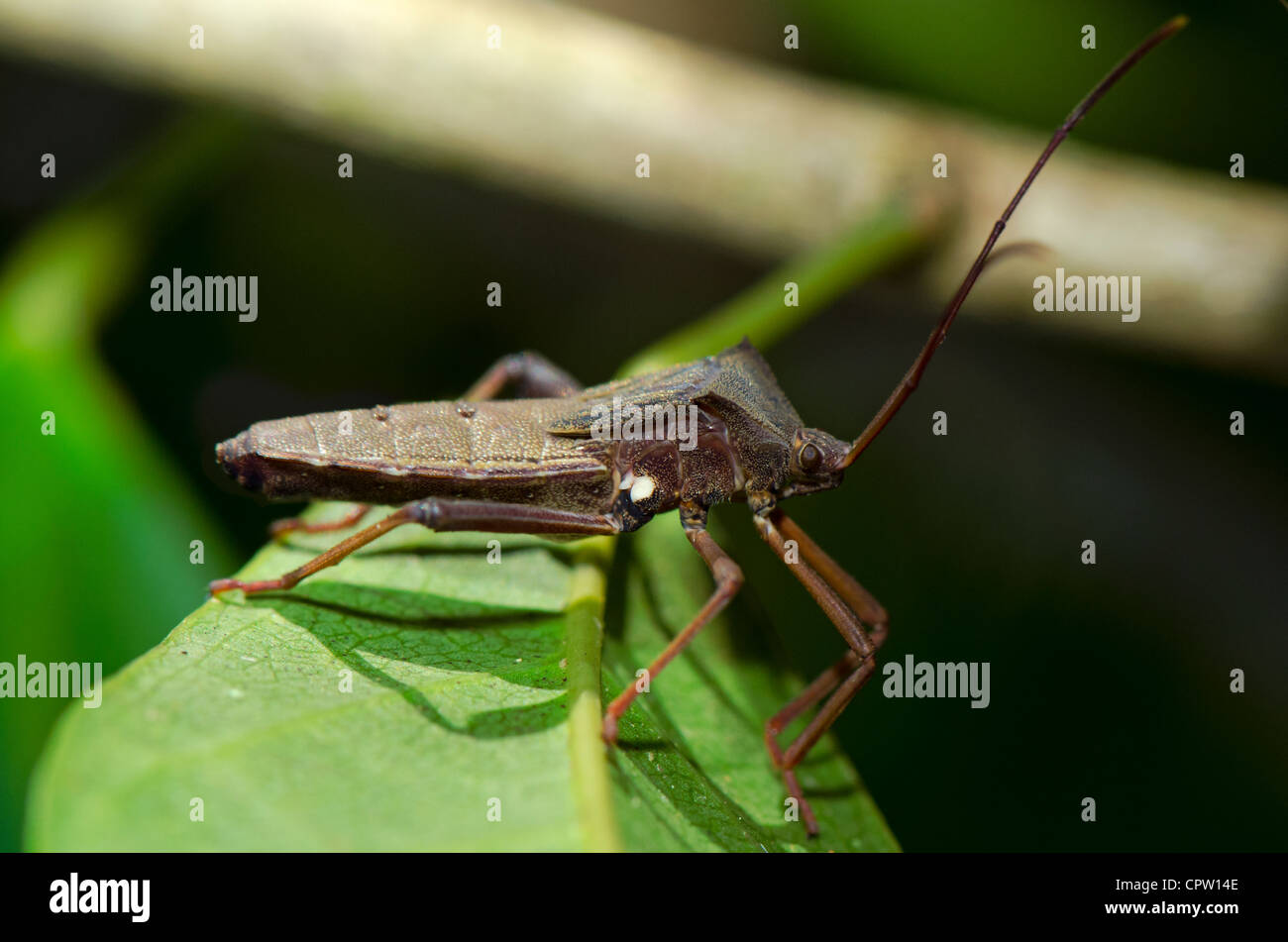 Punaise punaise pentatomidae Banque de photographies et d’images à ...