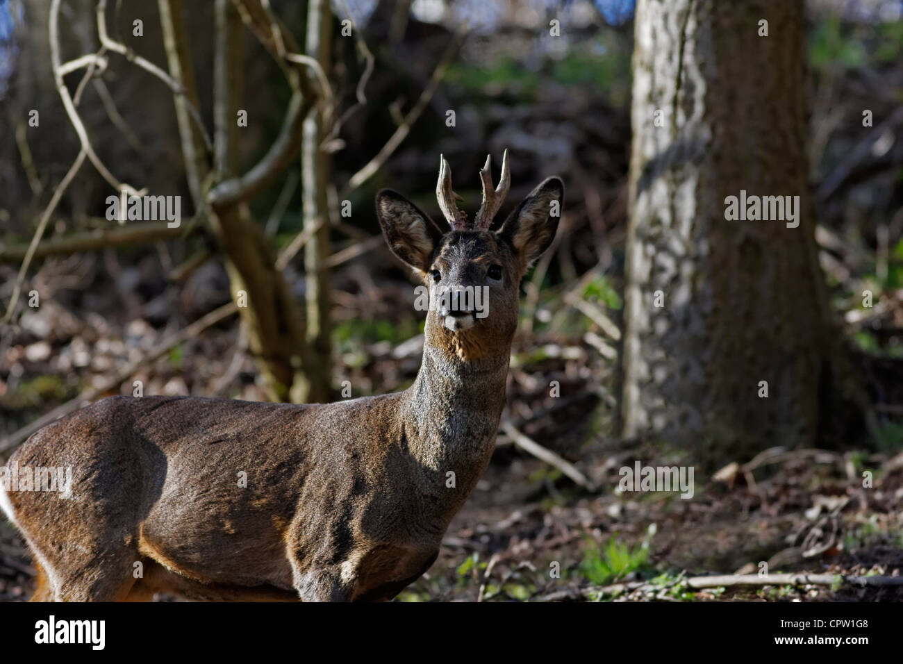 Chevreuil buck ecosse Banque de photographies et d’images à haute ...