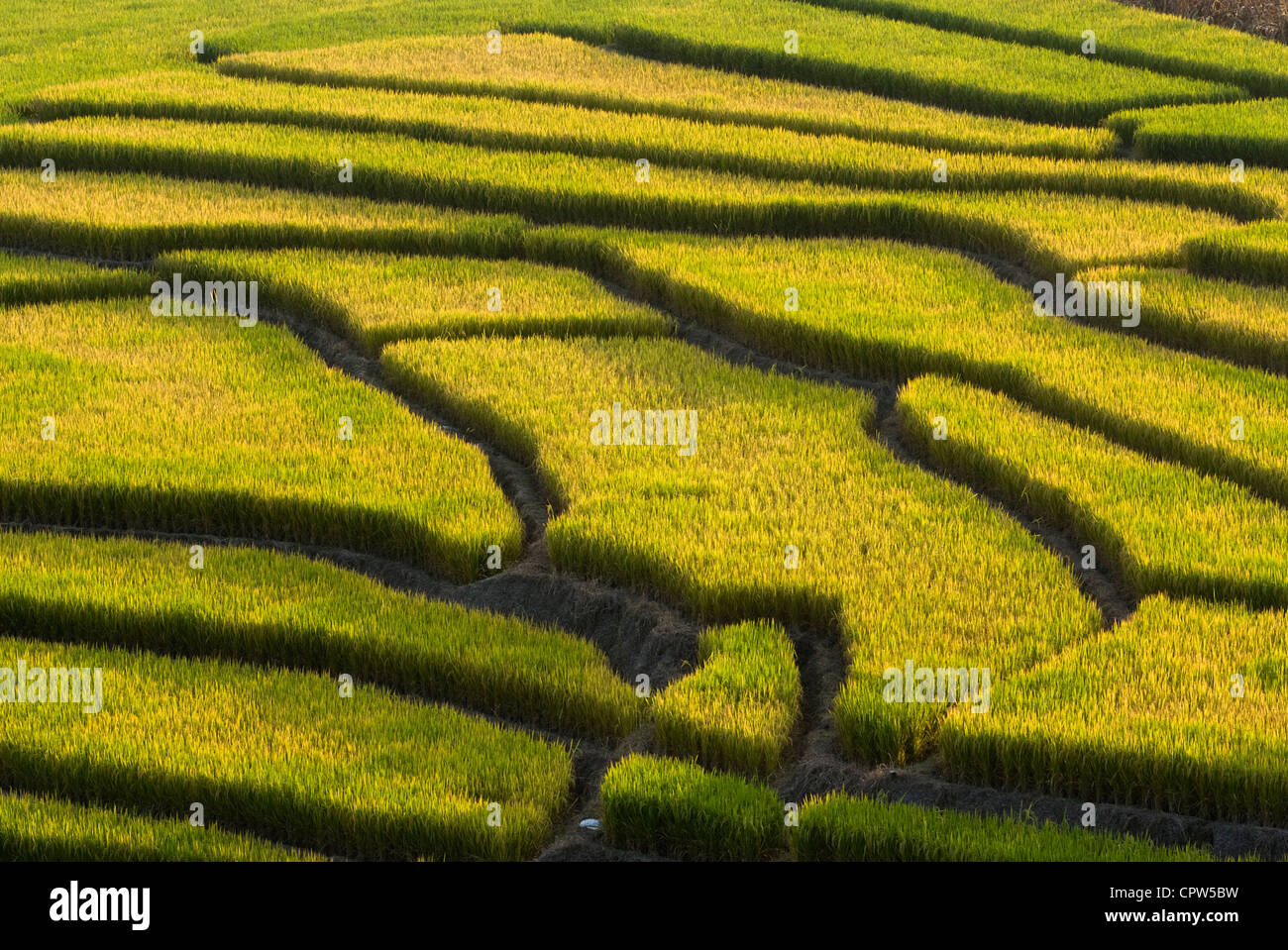 Champ de riz Banque de photographies et d’images à haute résolution - Alamy