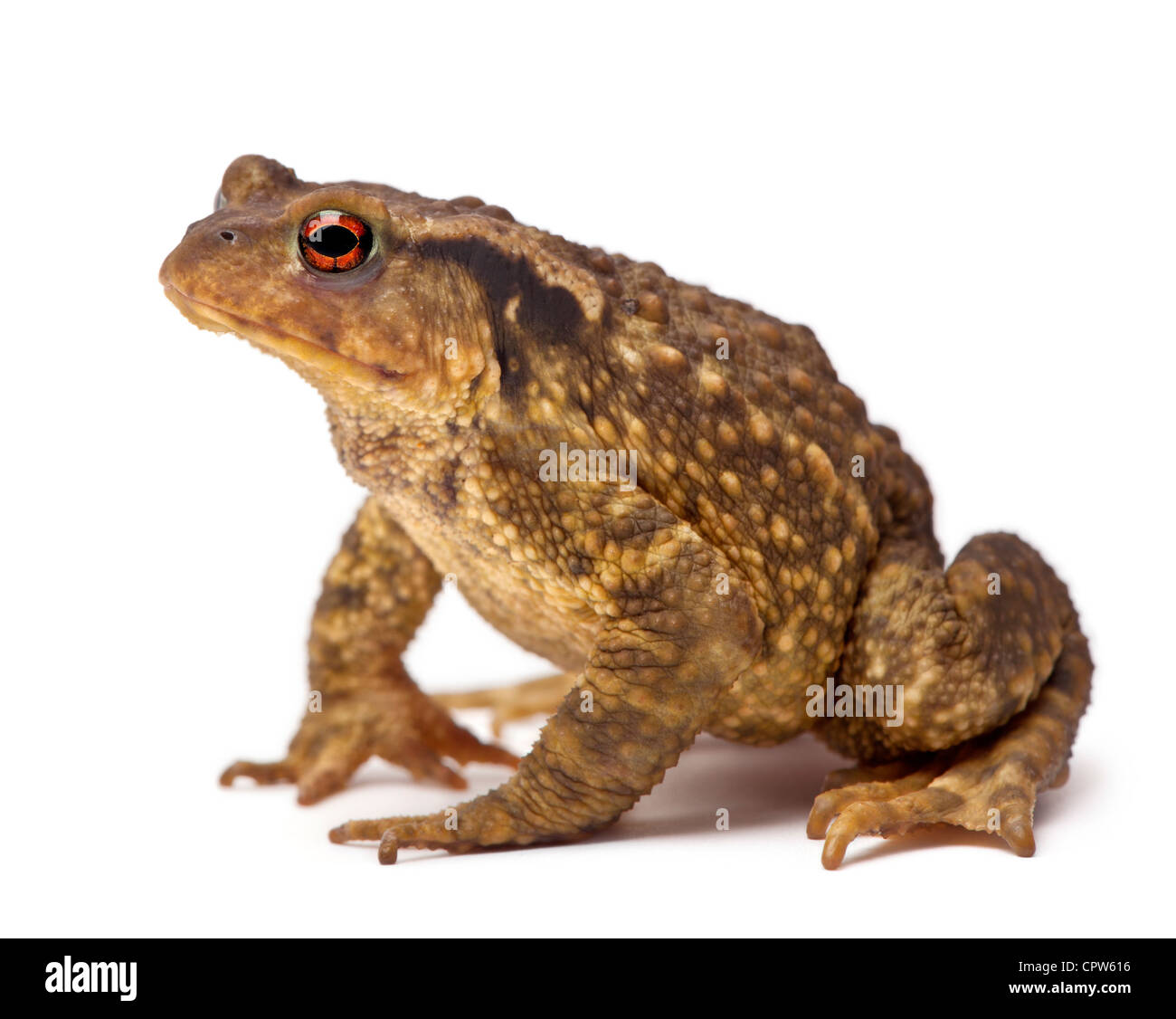 Crapaud fond blanc Banque d'images détourées - Alamy