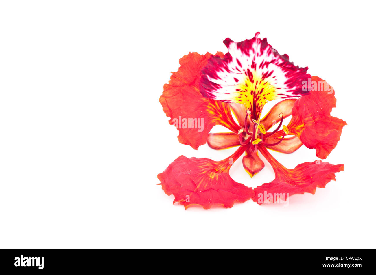 Flamboyant de couleurs Banque d'images détourées - Alamy