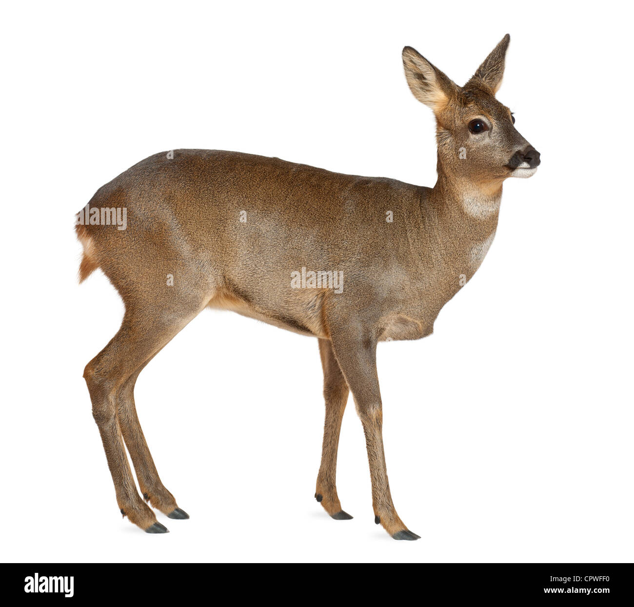 Chevreuil femelle Banque de photographies et d’images à haute ...