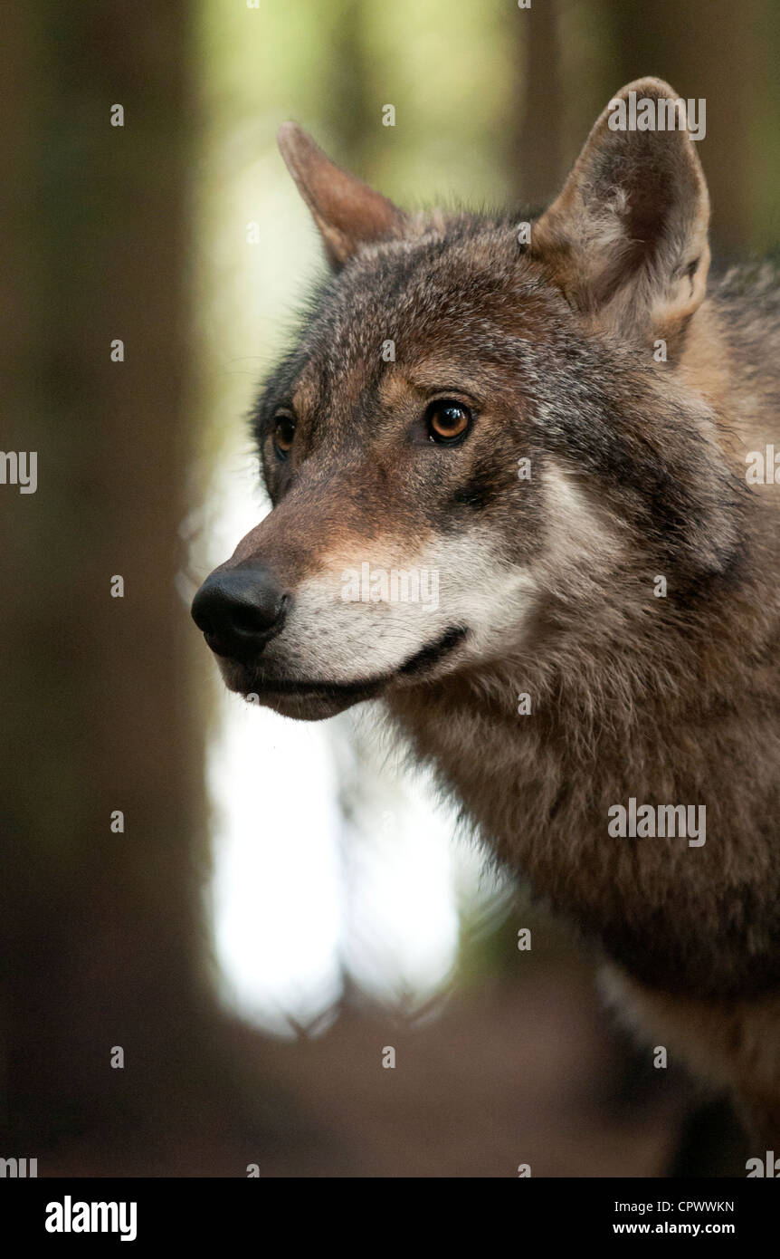 Loup de profil Banque de photographies et d’images à haute résolution ...