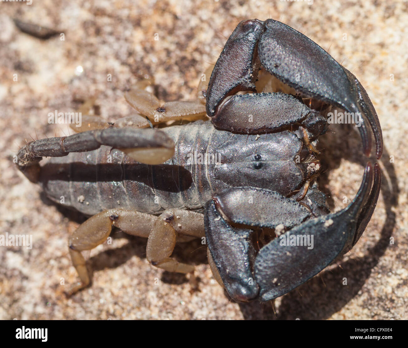 Scorpion de madagascar Banque de photographies et d’images à haute ...
