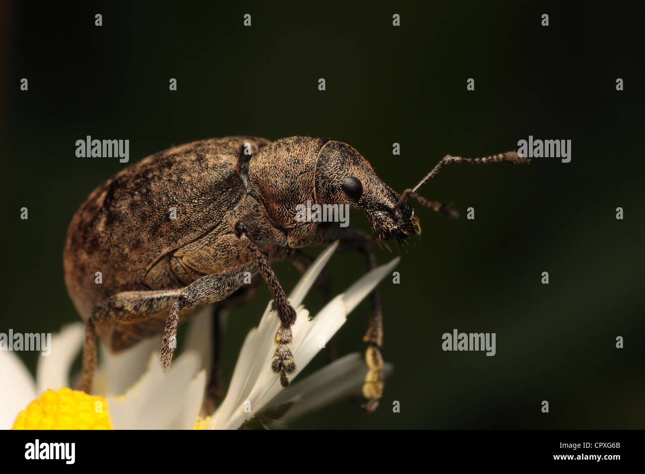 Snout beetle Banque de photographies et d’images à haute résolution - Alamy