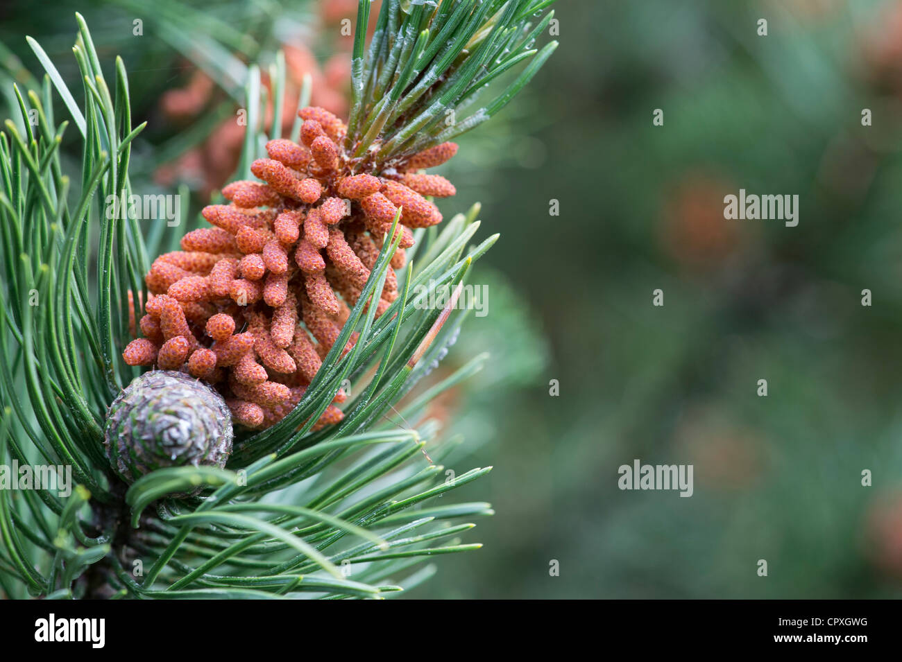 Pinus mugo. Swiss Mountain ou pin mugo Pine Photo Stock - Alamy