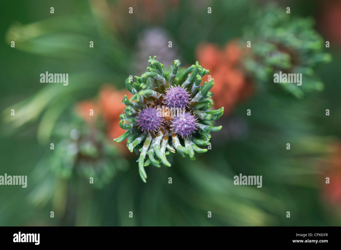 Pinus mugo. Swiss Mountain ou pin mugo Pine Photo Stock - Alamy