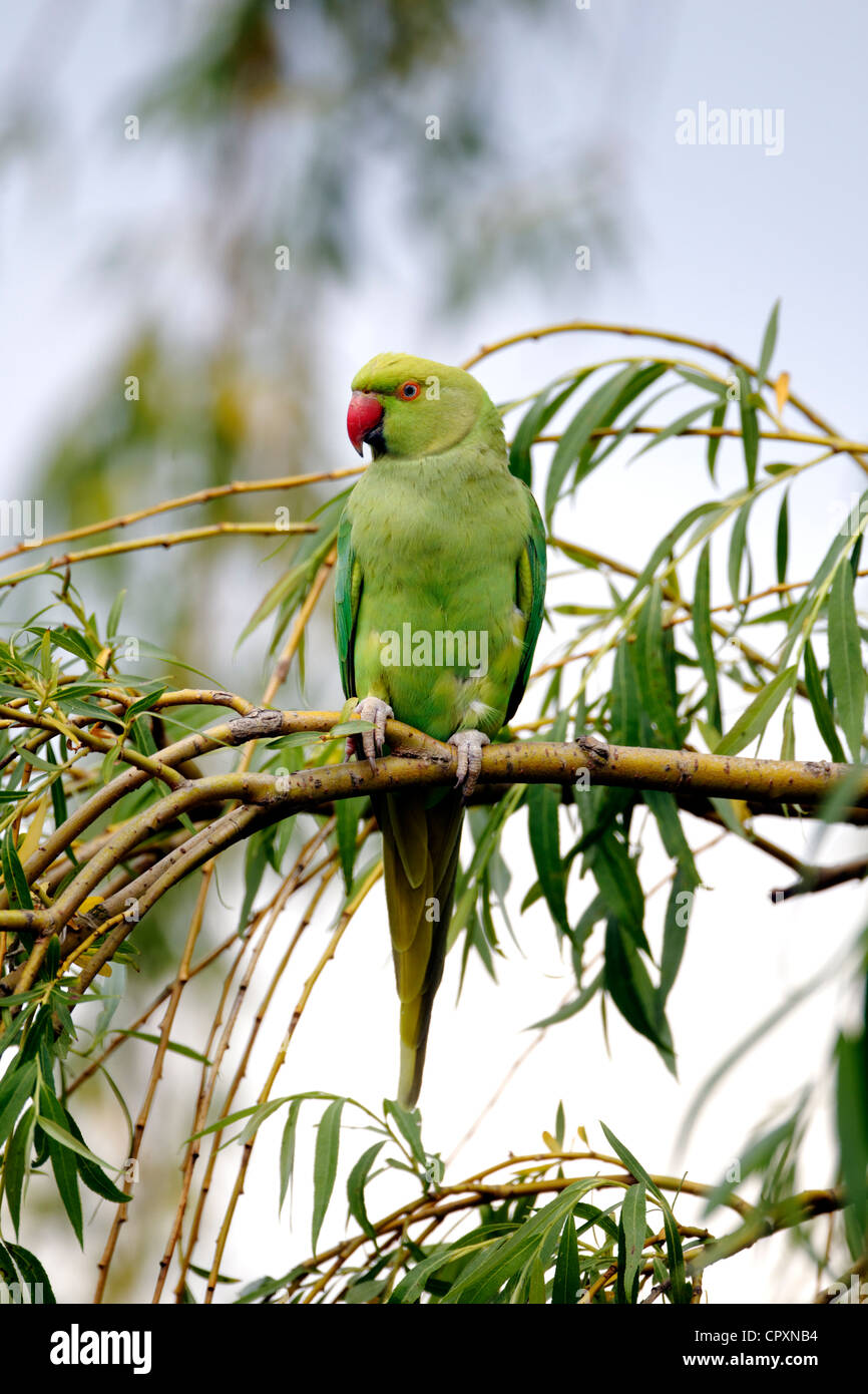 Perruche à collier Banque de photographies et d’images à haute ...