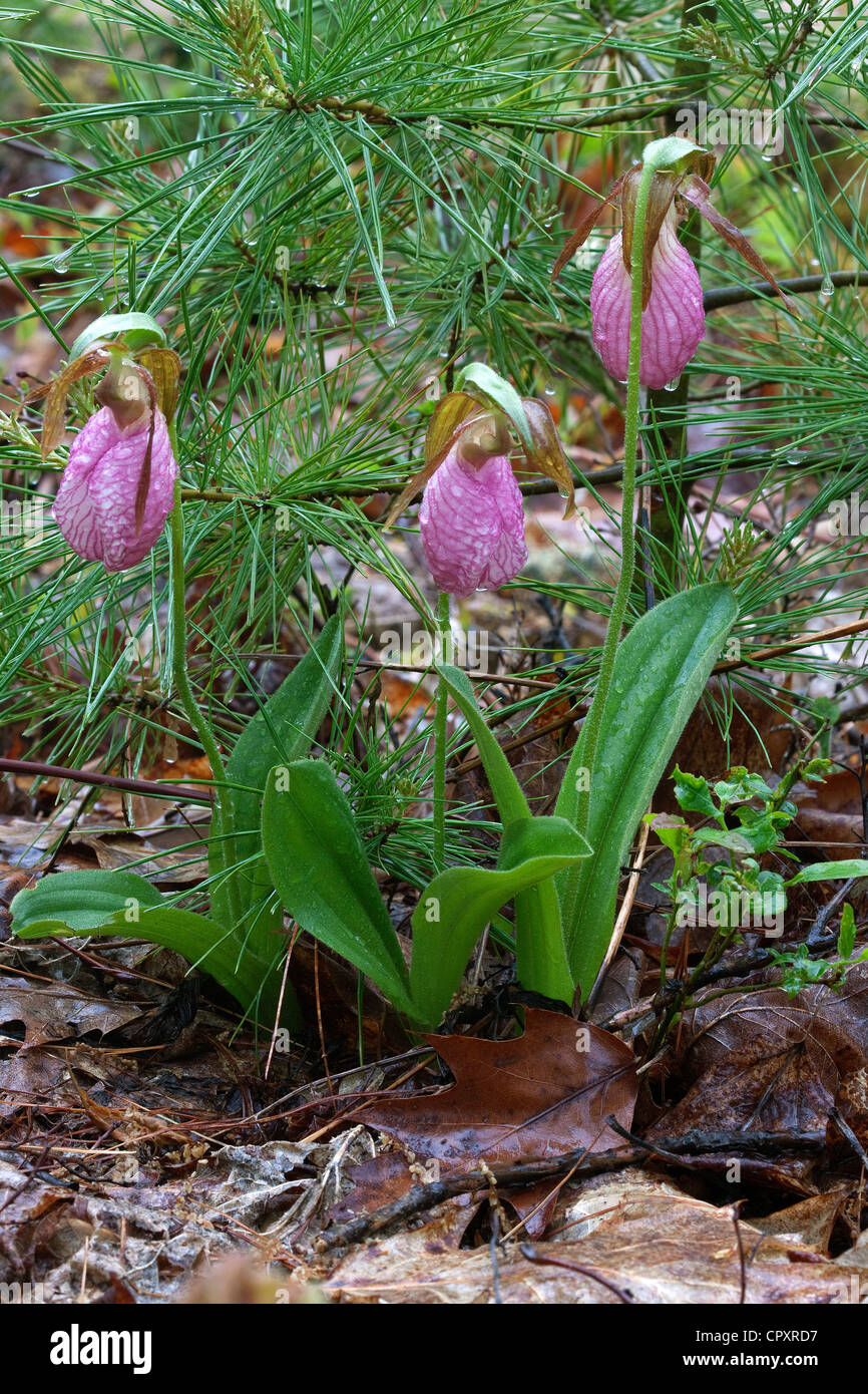 Pink Lady's Slipper Orchid Cypripedium acaule fleurs mocassin ou dans ...