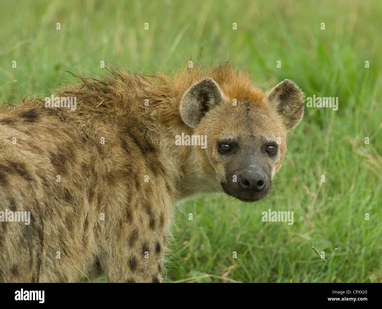 Hyena close Banque de photographies et d’images à haute résolution - Alamy