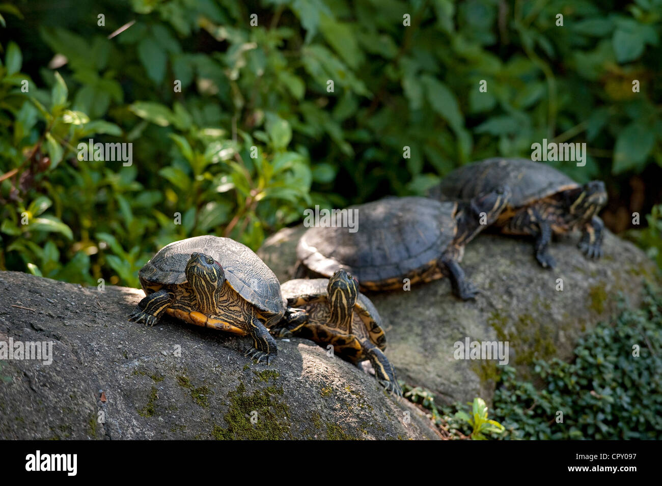 Taiwan, Taipei, le zoo, les tortues à oreilles rouges (Trachemys ...