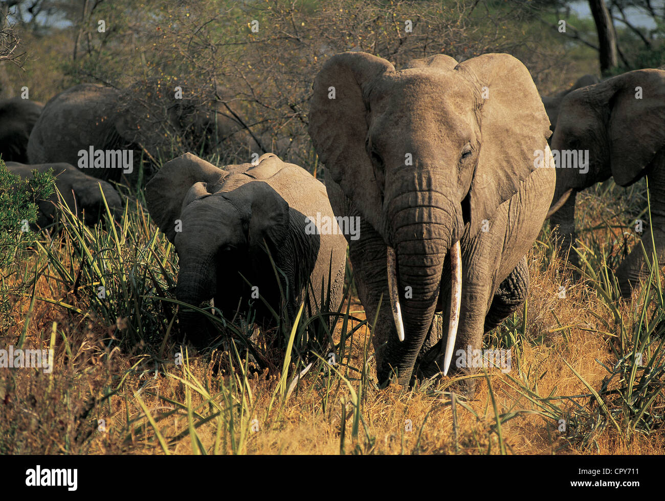 Le Cameroun, au nord, les animaux et la réserve de Wasa, mère et son ...
