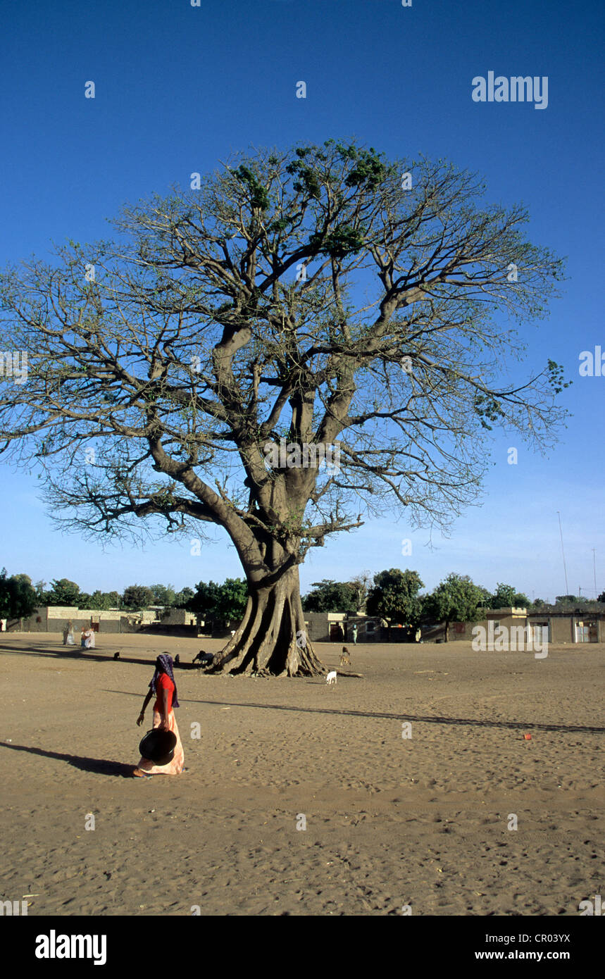 Arbre fromager afrique Banque de photographies et d’images à haute ...
