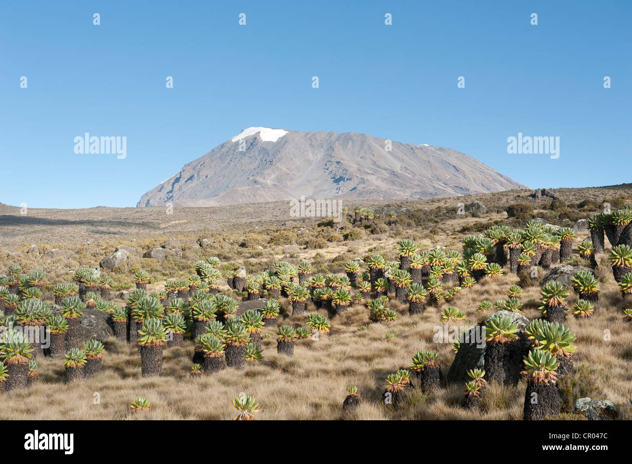 Dendrosenecio kilimanjari Banque de photographies et d’images à haute ...