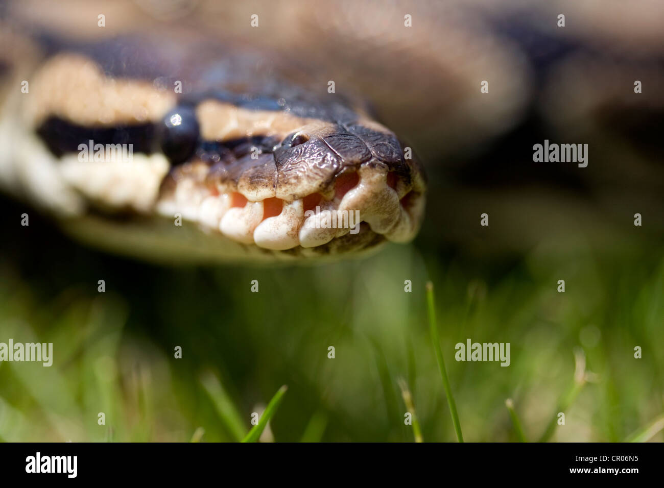 Pythons africains Banque de photographies et d’images à haute ...