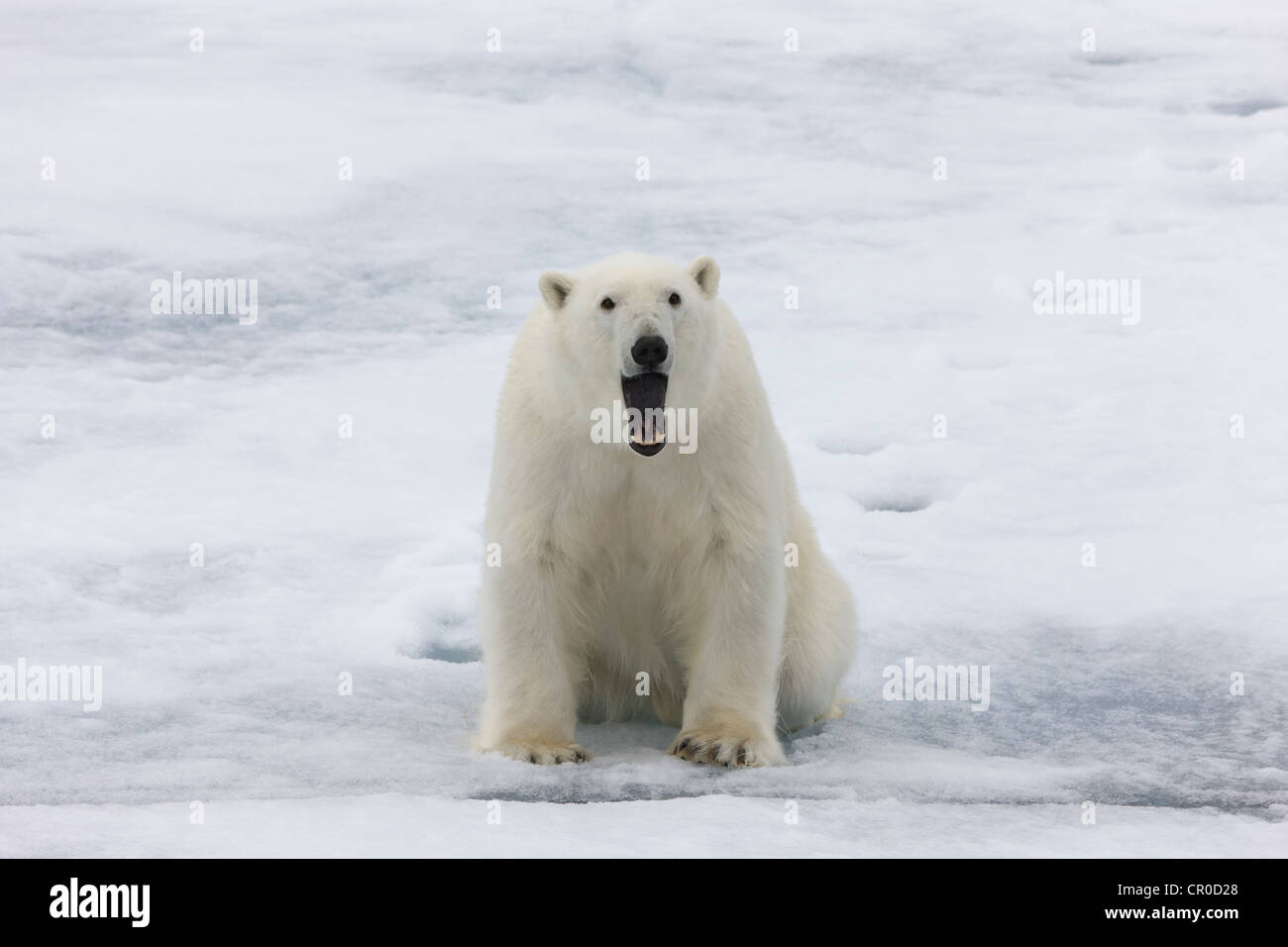 L'ours polaire sur la banquise dans l'océan Arctique, Olgastretet ...