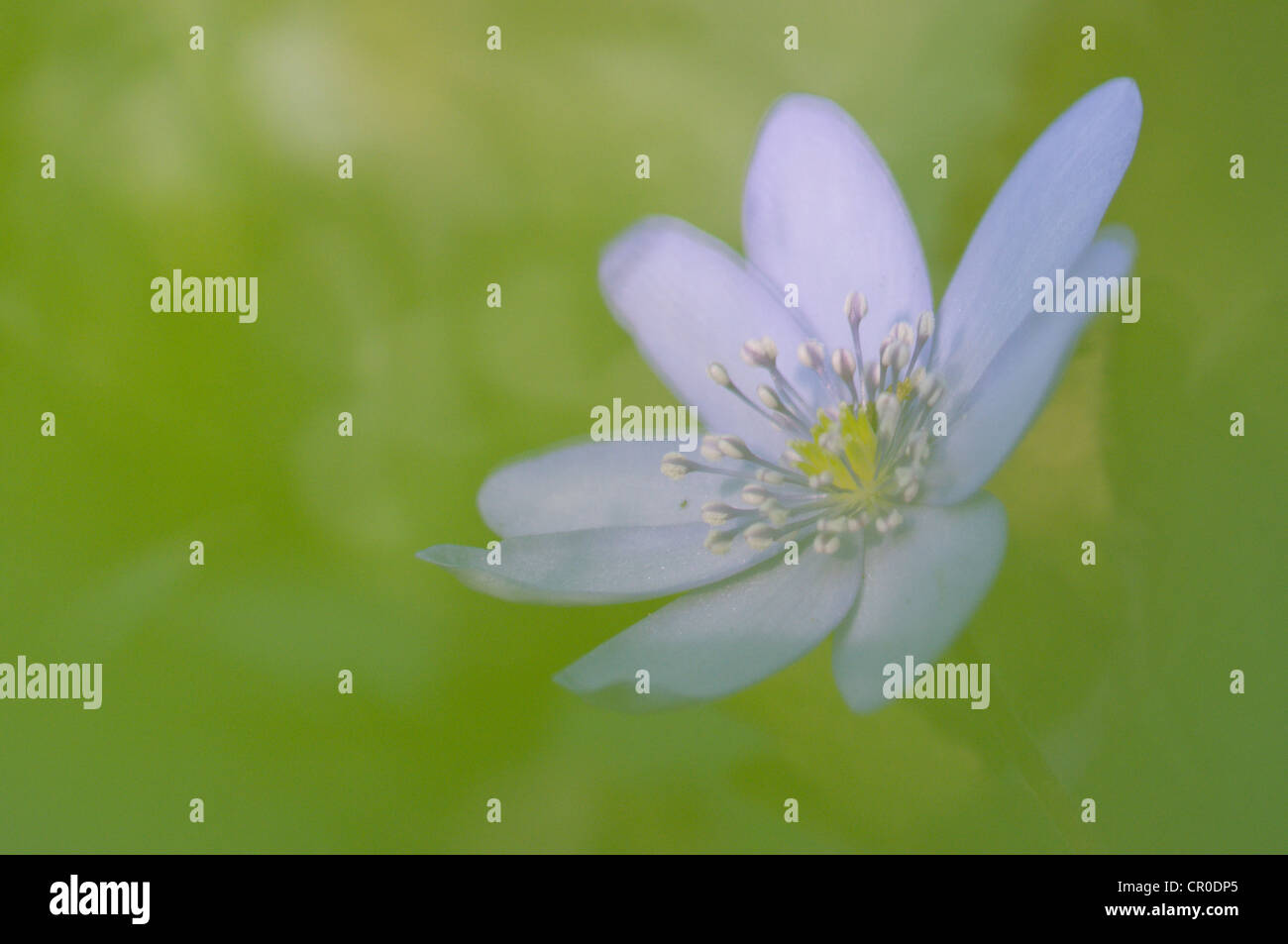 L'hépatique (Hepatica Hepatica ou transsilvanica Photo Stock - Alamy