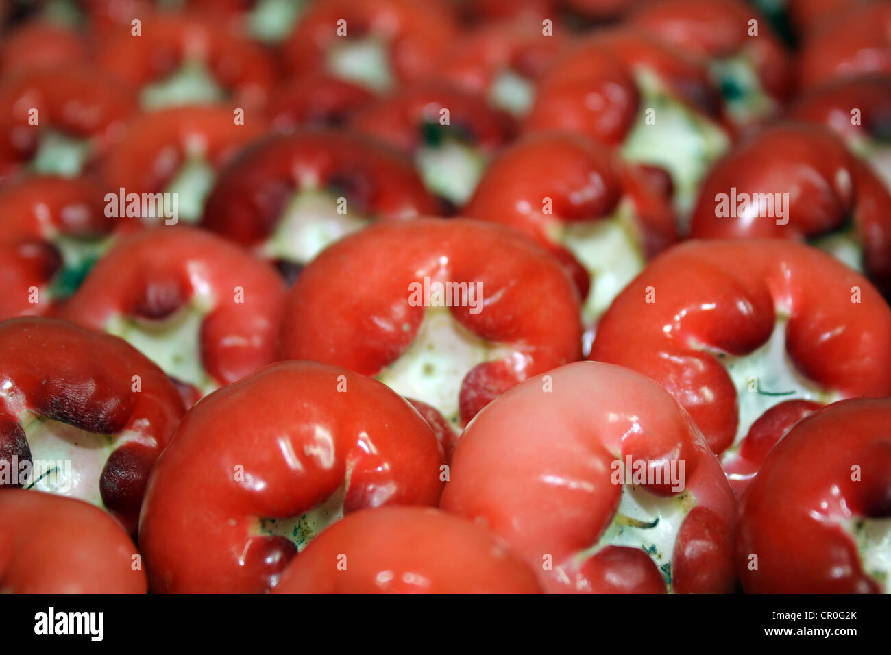 Syzygium samarangense de fruits ou Eugenia javanica aussi connu comme ... Syzygium samarangense de fruits ou Eugenia javanica aussi connu comme ...