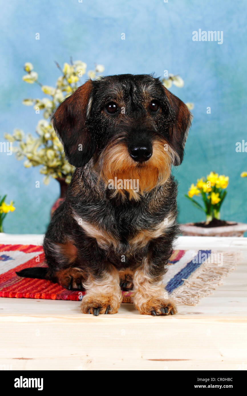 Teckel assis Banque de photographies et d’images à haute résolution - Alamy