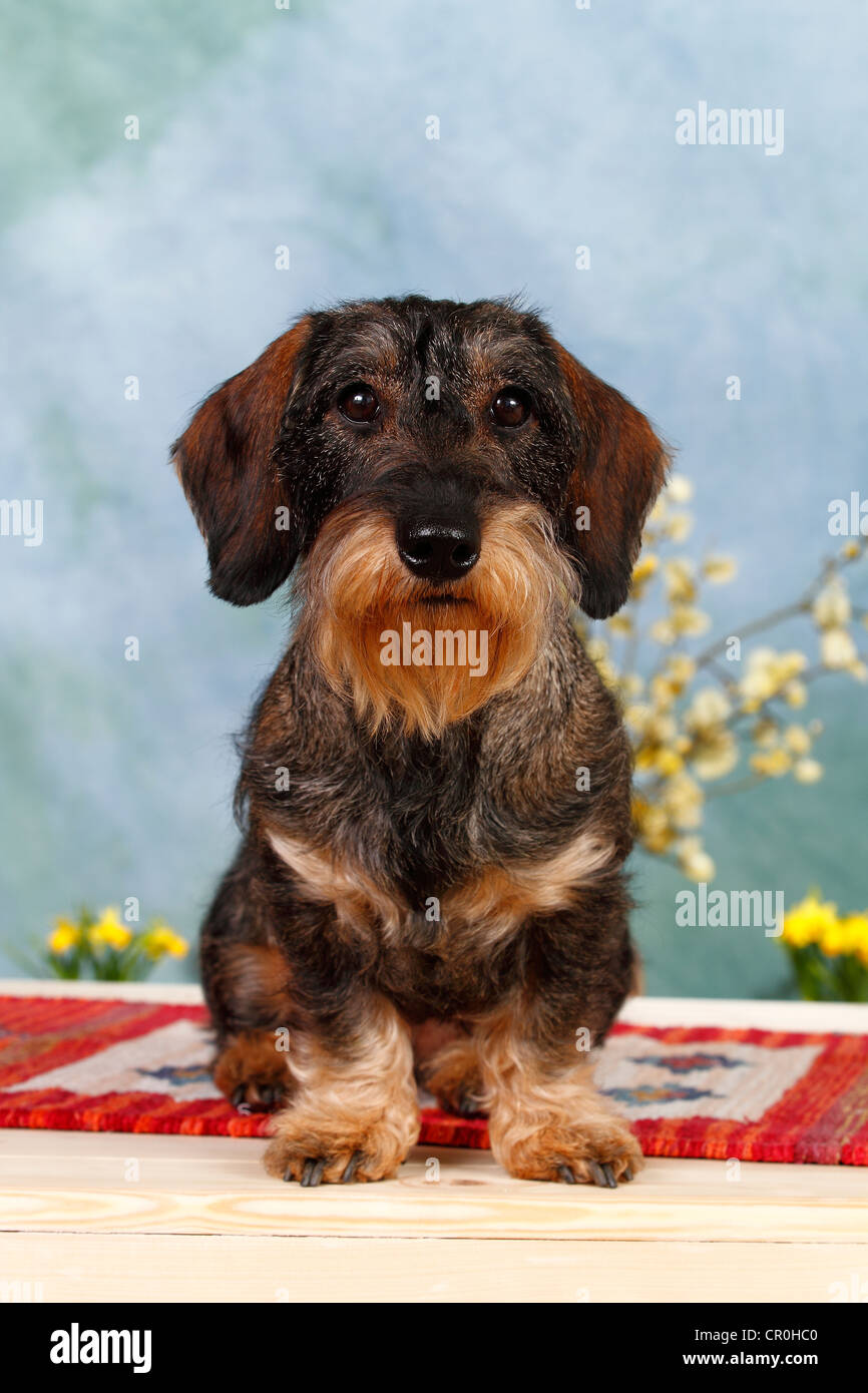 Teckel assis Banque de photographies et d’images à haute résolution - Alamy