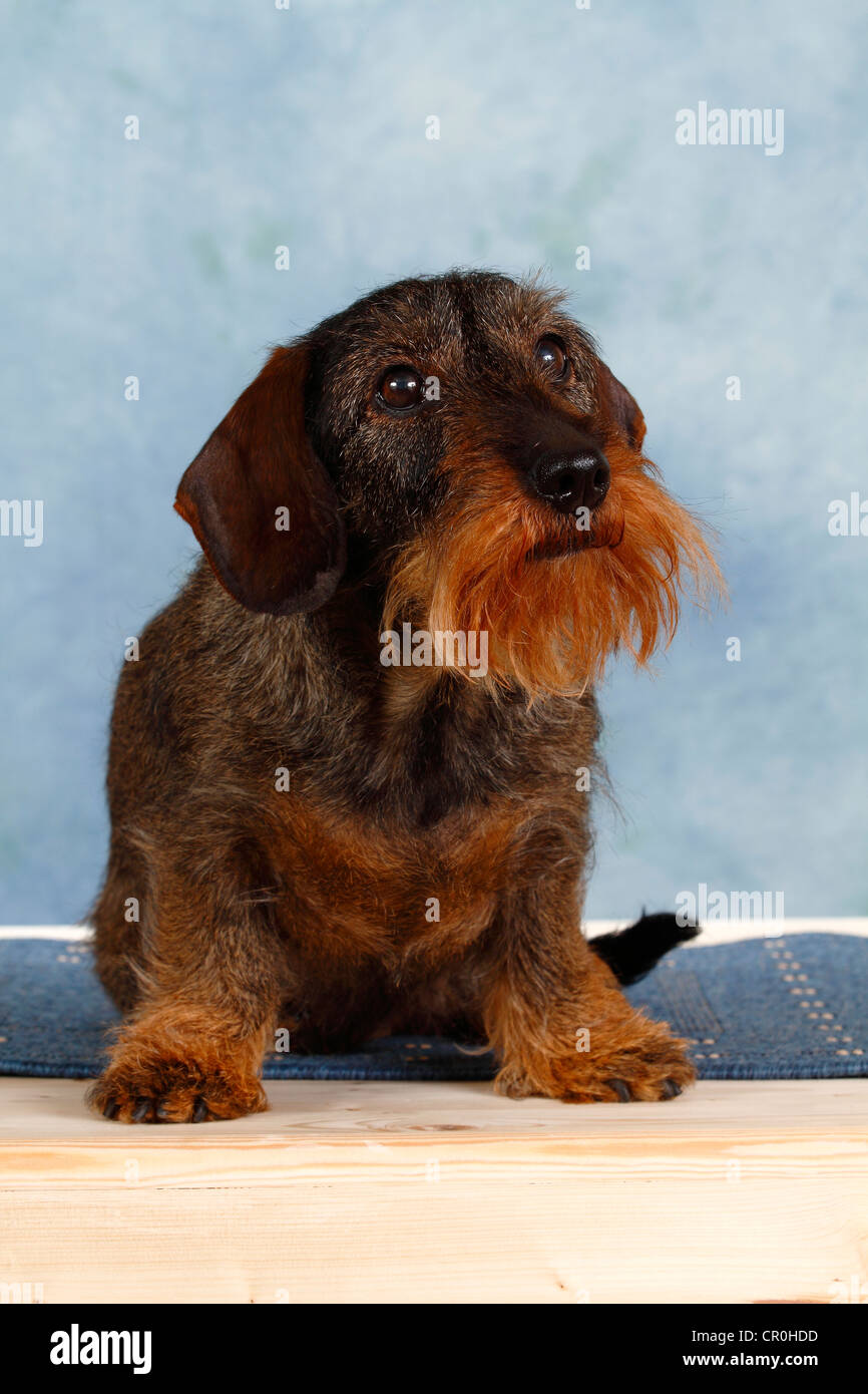 Teckel assis Banque de photographies et d’images à haute résolution - Alamy