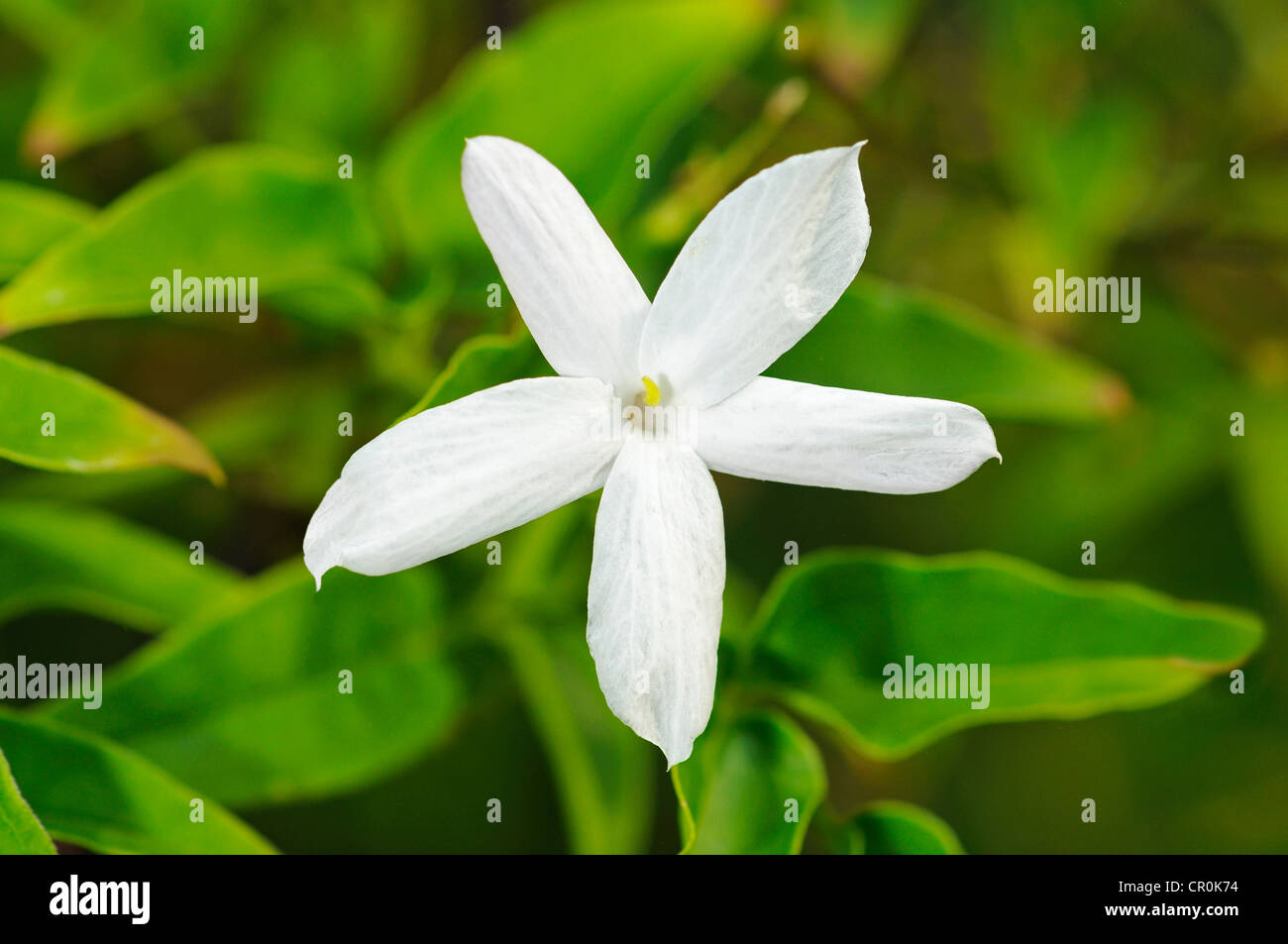 Jasminum officinale Banque de photographies et d’images à haute ...