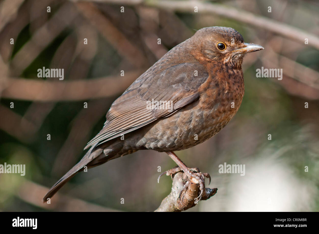 Chant oiseau merle femelle Banque de photographies et d’images à haute ...