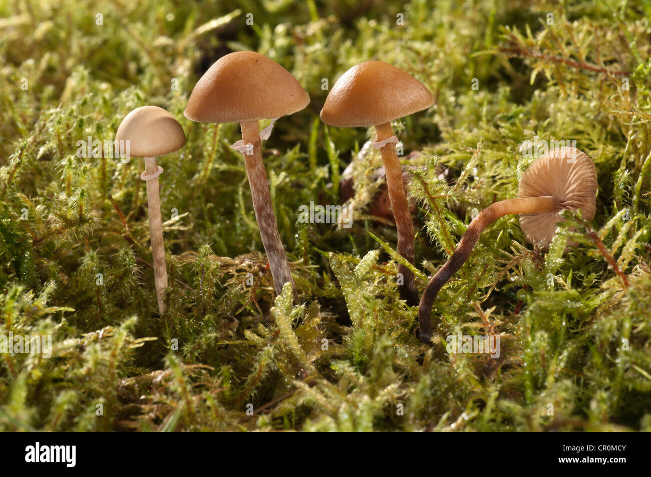 Conocybe fungus Banque de photographies et d’images à haute résolution ...