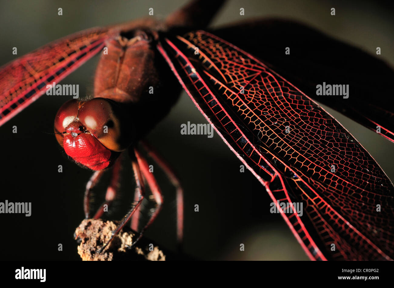 Dragonfly neurothemis terminata Banque de photographies et d’images à ...